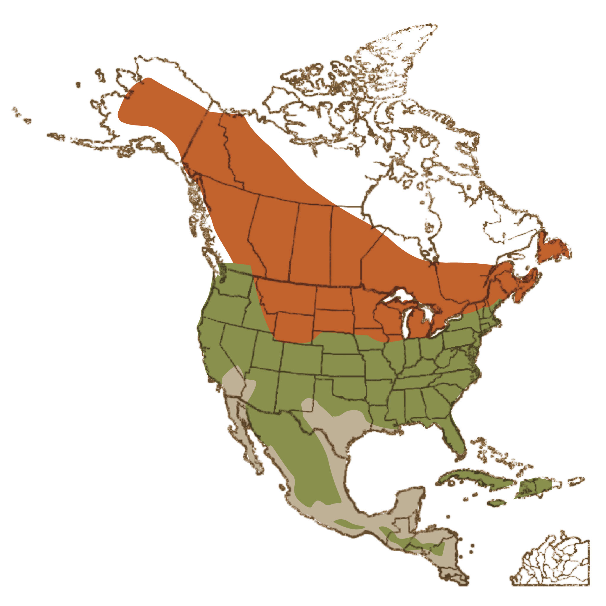 A Lesser-Known Pittsburgh Raptor: the American Kestrel - Pittsburgh ...