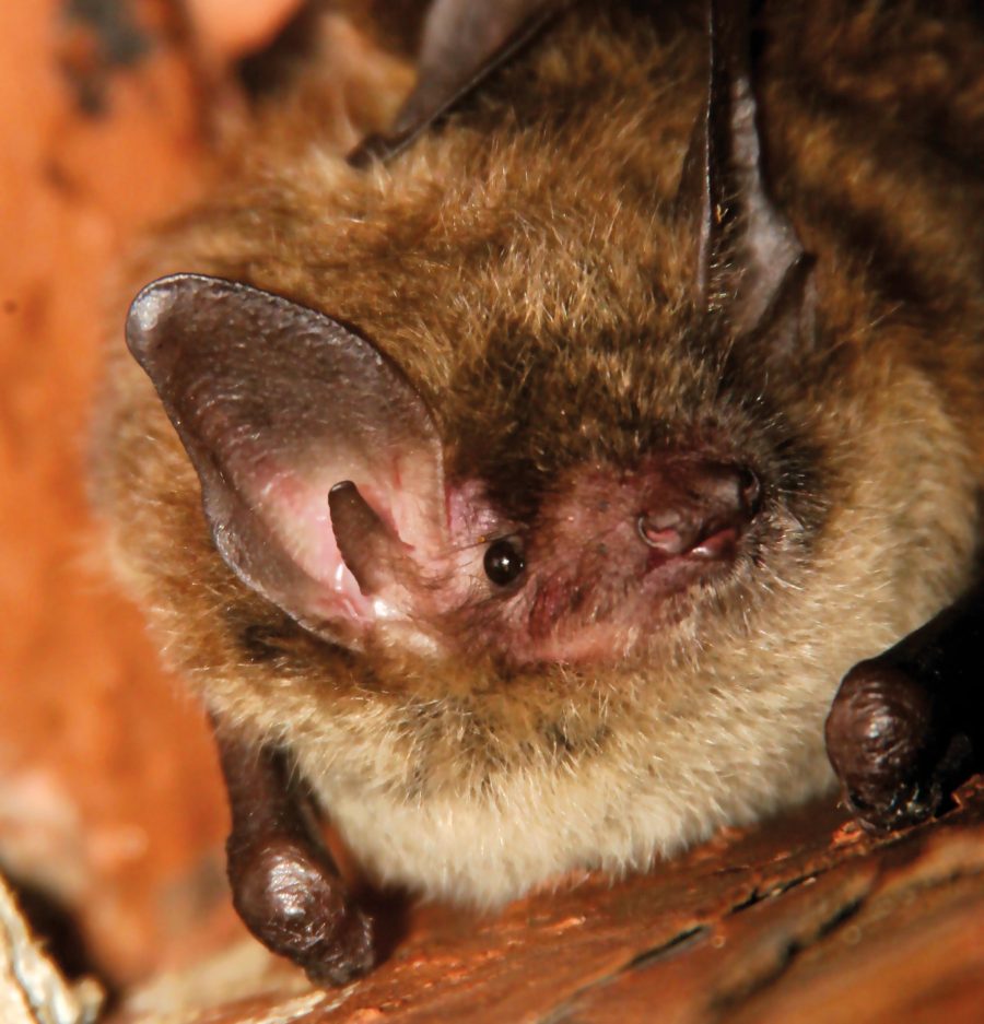 One Lone Bat - Pittsburgh Quarterly