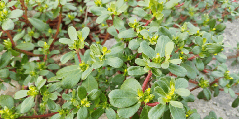 Purslane - Pittsburgh Quarterly