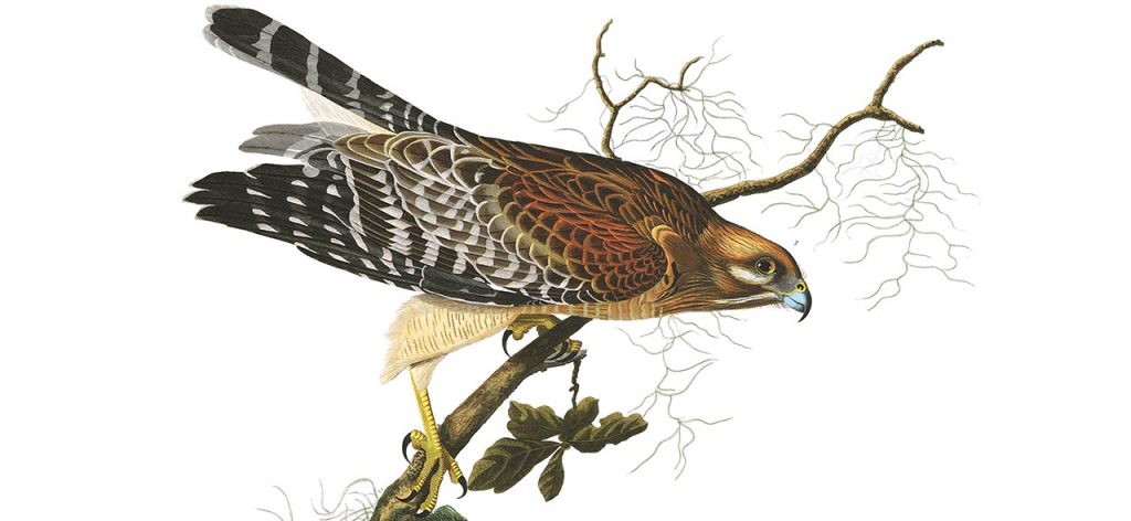 This Fall, Look for the Red-Shouldered Hawk - Pittsburgh Quarterly