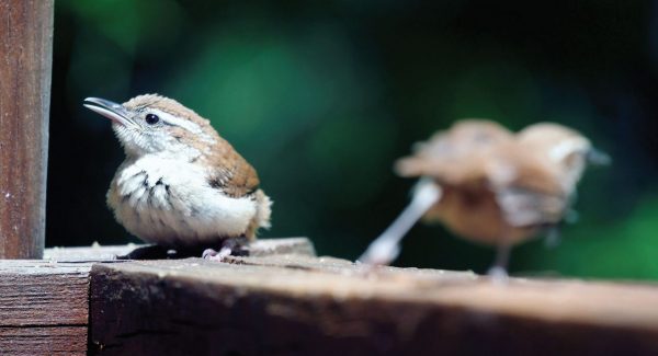 The Fledgling Wren that Wouldn’t Budge - Pittsburgh Quarterly