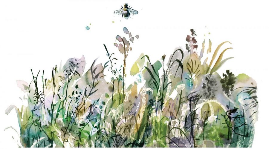 Less Lawn, More Native Plants - Pittsburgh Quarterly