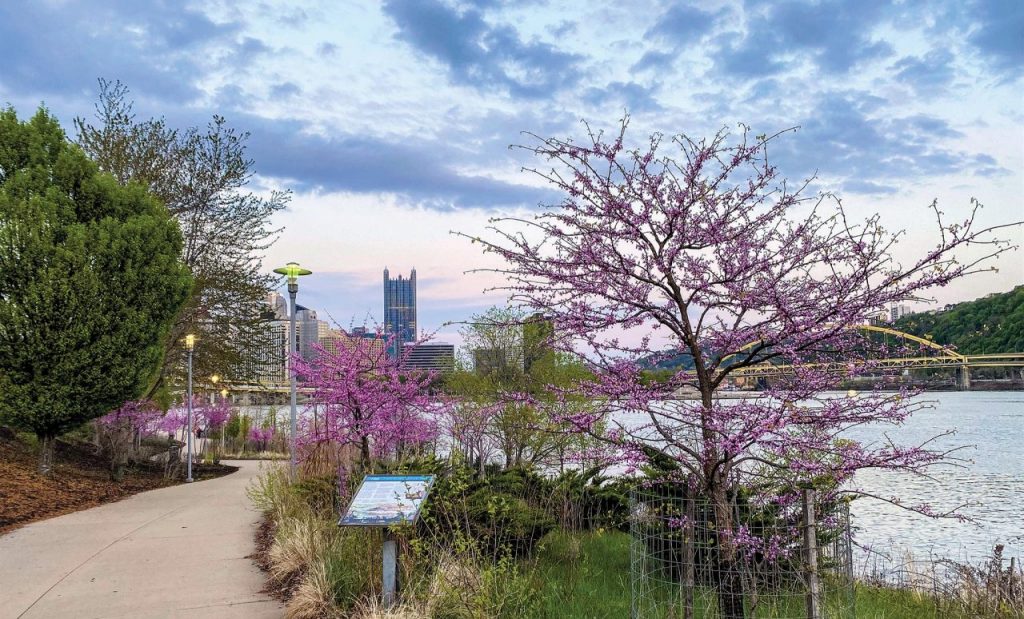 Pittsburgh’s Urban Forests - Pittsburgh Quarterly