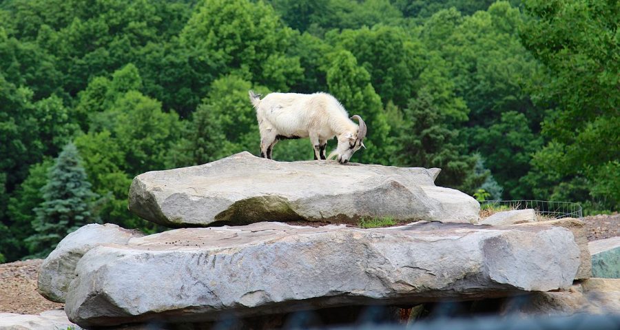 Firings All Around! - Pittsburgh Quarterly