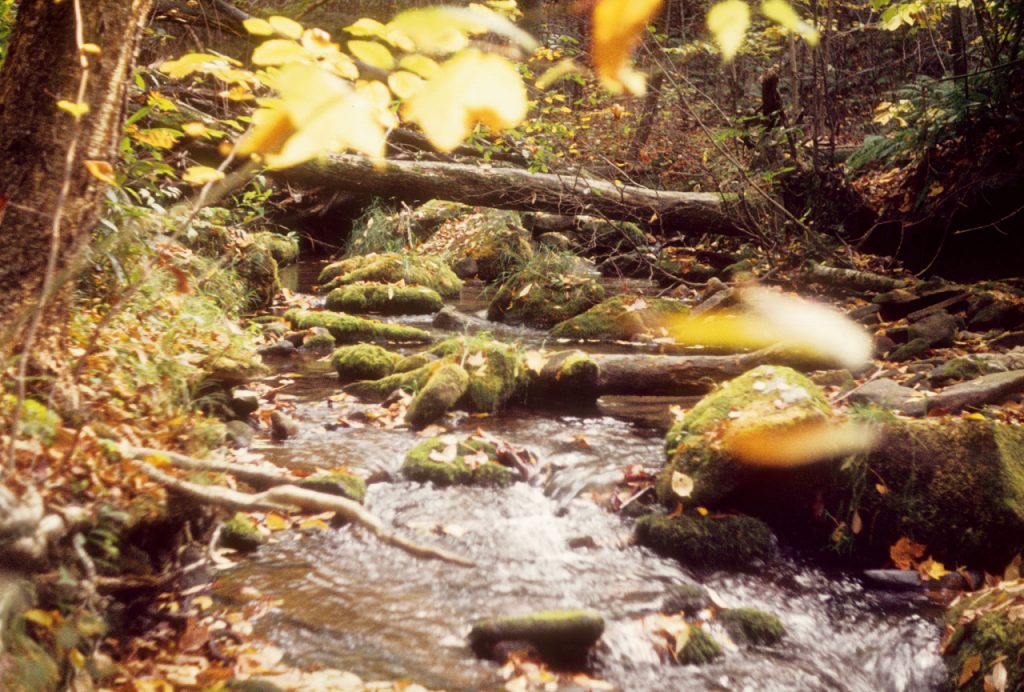 Roaring Run Natural Area - Pittsburgh Quarterly