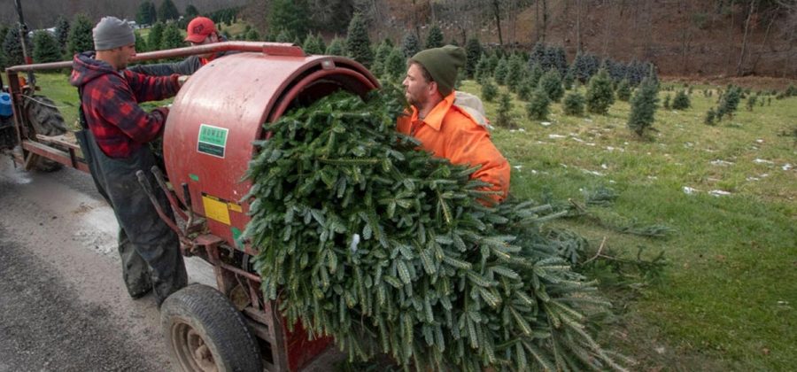 Indiana County Tree Farmers Keep the Green in Christmas - Pittsburgh ...