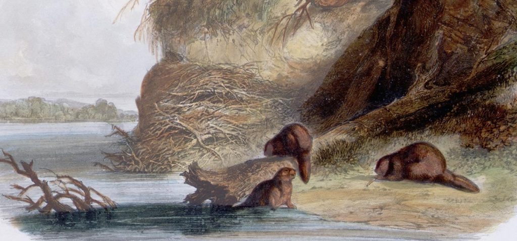 The Power of the Pelt - Pittsburgh Quarterly