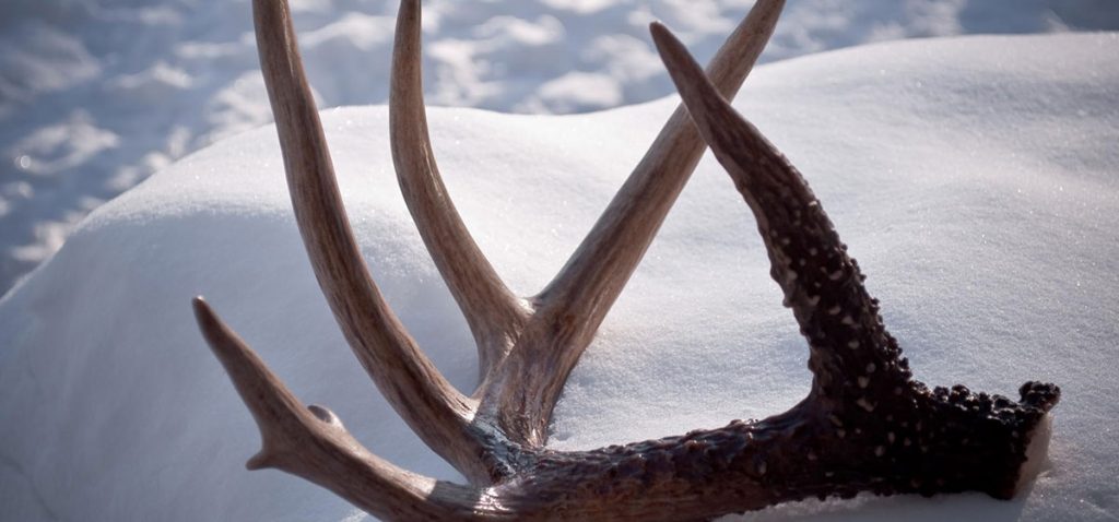What a Rack! The True and Weird Story of Antlers - Pittsburgh Quarterly